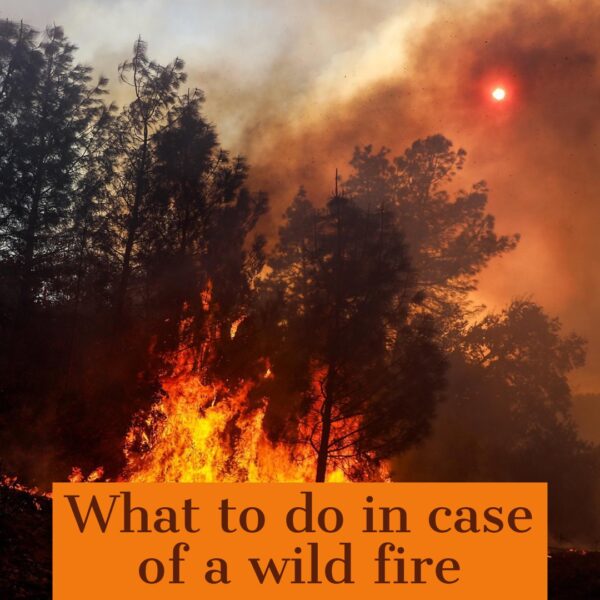 5 Things To Do In Case of a Wild Fire - Rogue Preparedness